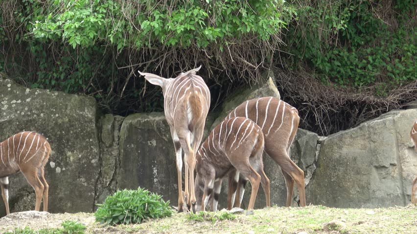 Lesser Kudu image - Free stock photo - Public Domain photo - CC0 Images