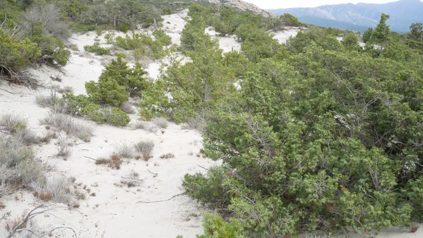 Dry tree in the desert dunes image - Free stock photo - Public Domain ...