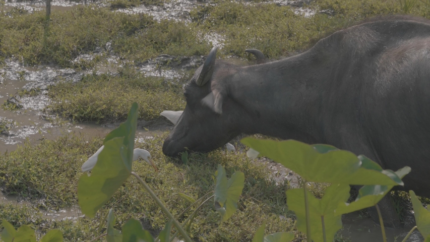 Buffalo grazing in the grass image - Free stock photo - Public Domain ...