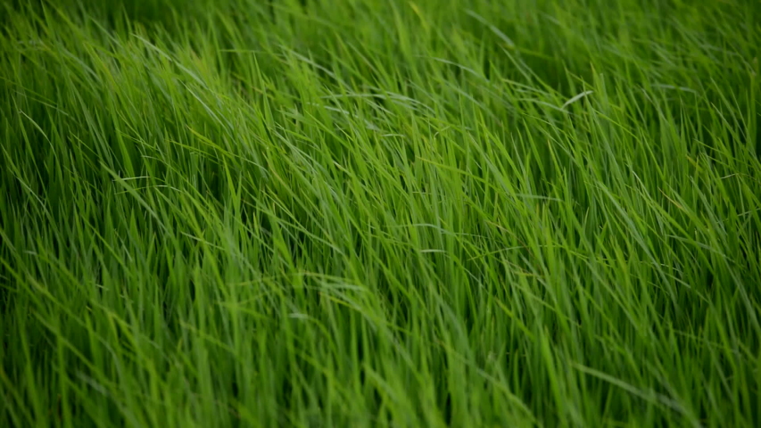 Grass Blades image image - Free stock photo - Public Domain photo - CC0 ...