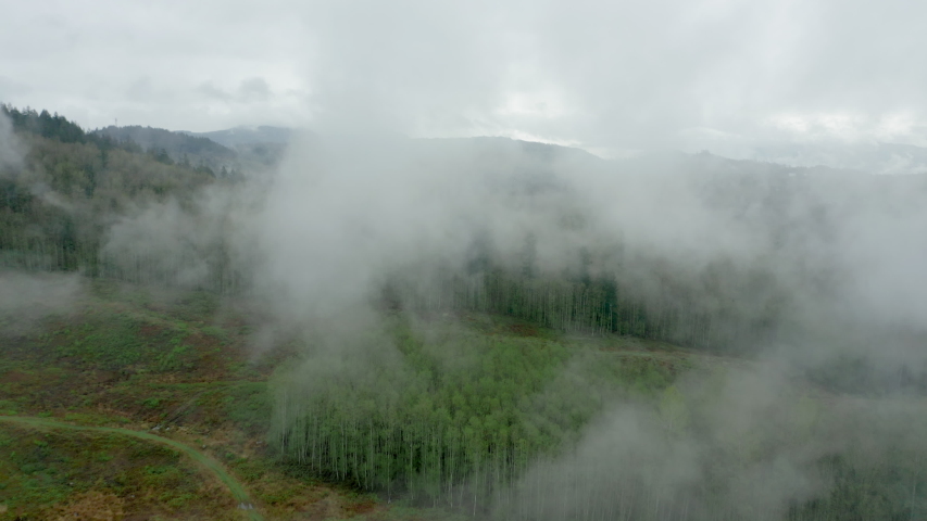Mist over the forest and trees in Oregon image - Free stock photo ...