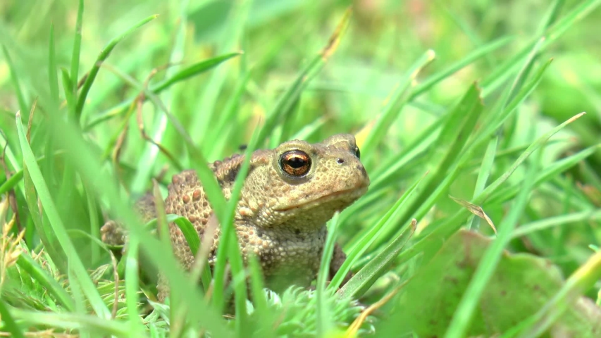 Toad hiding in the grass image - Free stock photo - Public Domain photo ...
