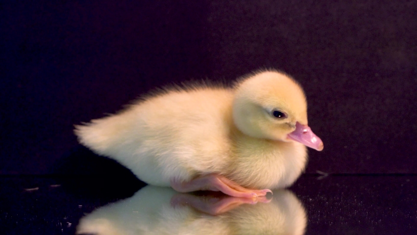 Curious Yellow Chick image - Free stock photo - Public Domain photo ...