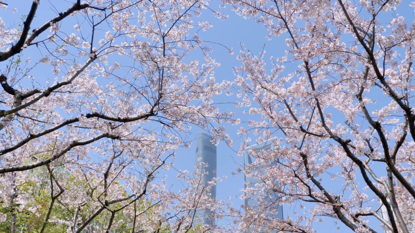 Shanghai City Flower Stock Video Footage - 4K and HD Video Clips ...