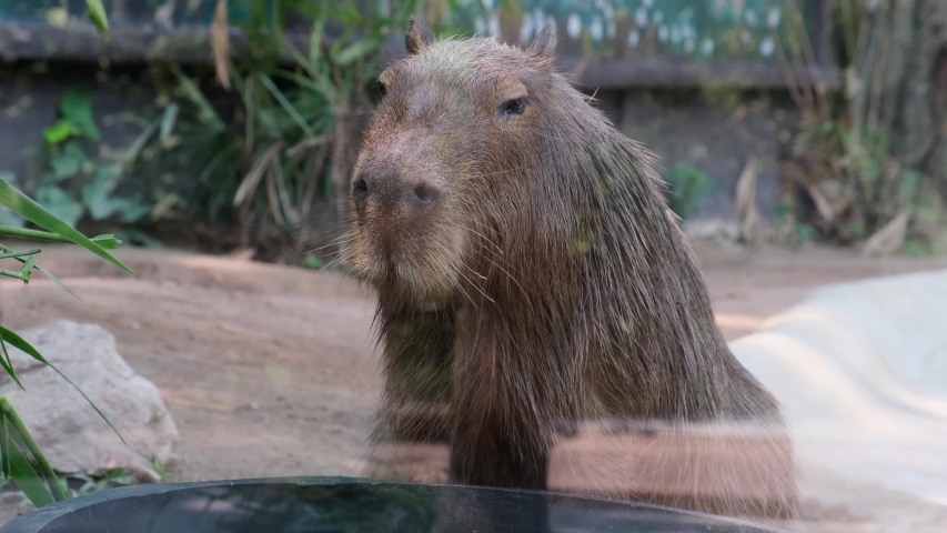Capybara image - Free stock photo - Public Domain photo - CC0 Images