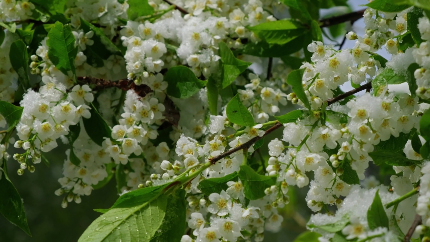 Frozen flower petals in snow image - Free stock photo - Public Domain ...
