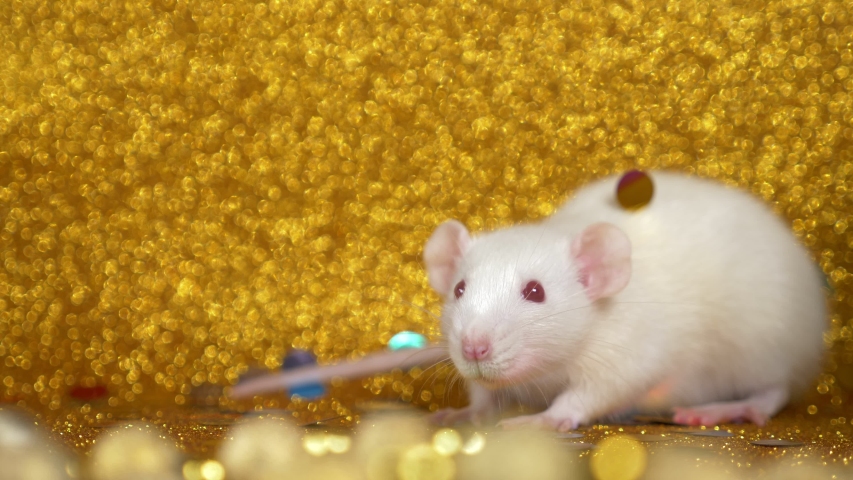 White Rat On a Gold Stock Footage Video (100% Royalty-free) 1034712608 ...