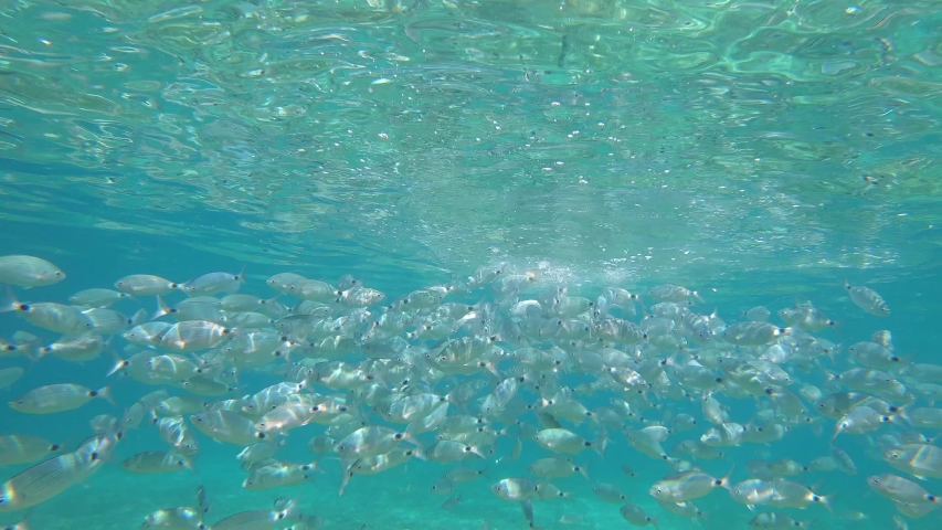 Bream Fish image - Free stock photo - Public Domain photo - CC0 Images