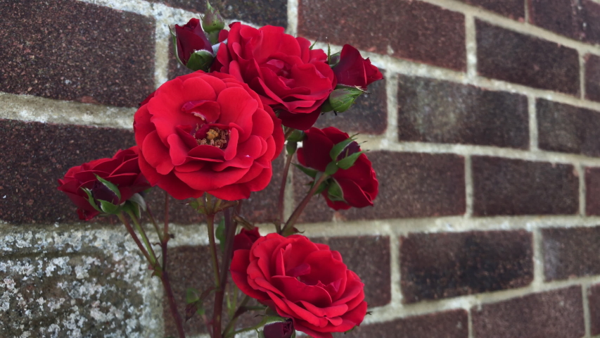 A bunch of red bricks image - Free stock photo - Public Domain photo ...