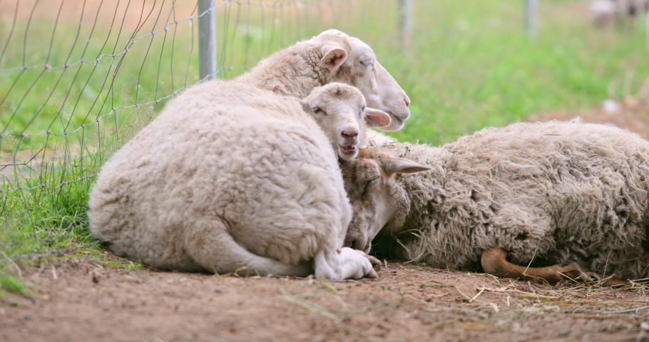 Landscape with Sheep and Green farms image - Free stock photo - Public ...