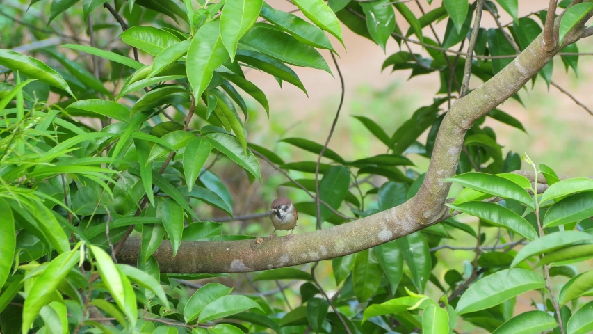 Small Birds on the tree branches image - Free stock photo - Public ...