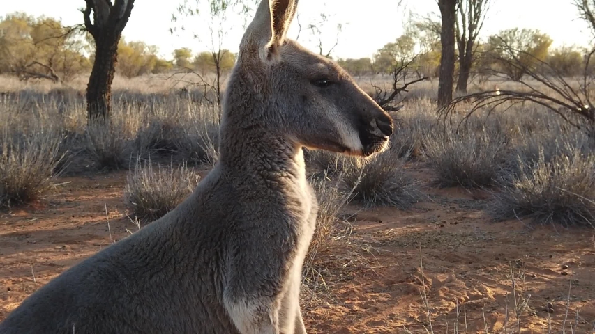 Red Kangaroo Side image - Free stock photo - Public Domain photo - CC0 ...