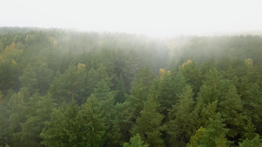 Colored autumn trees and leaves in the fog image - Free stock photo ...