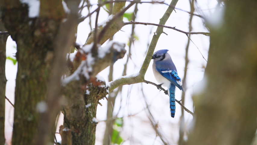 Blue Jay Bird Stock Video Footage - 4K and HD Video Clips | Shutterstock