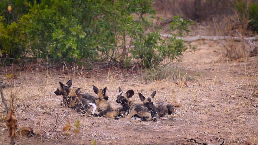 African Wild Dog - Lycaon pictus image - Free stock photo - Public ...