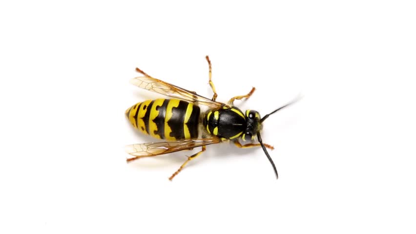 Wasp Insect Isolated On White Stock Footage Video (100% Royalty-free ...