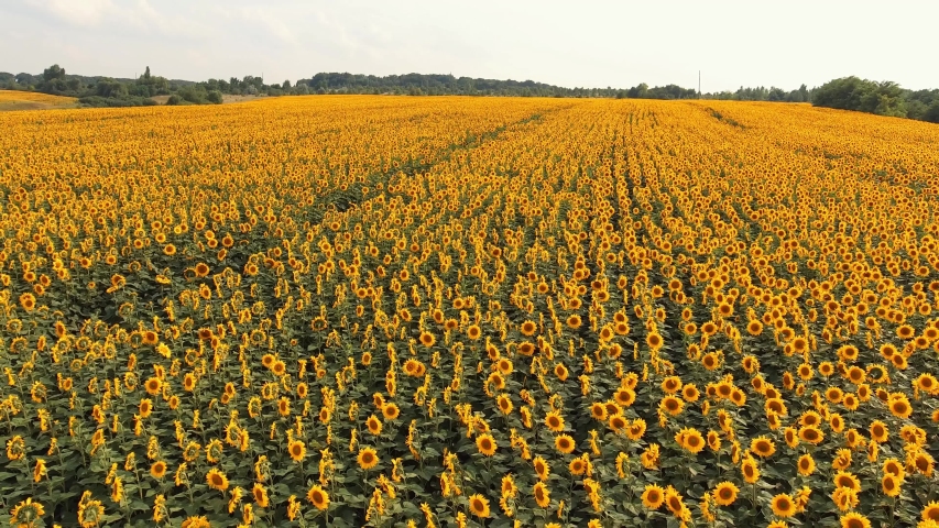Yellow flower fields in Ukraine image - Free stock photo - Public ...