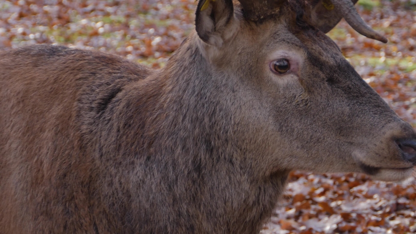 Male Deer with large antlers closeup image - Free stock photo - Public ...