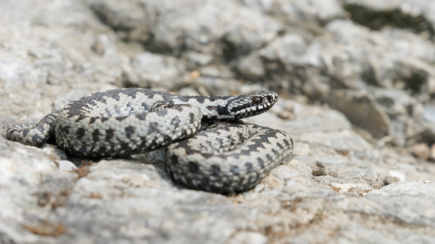 Venomous Viper Snake image - Free stock photo - Public Domain photo ...