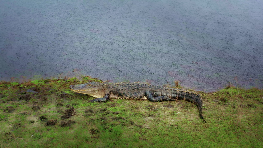 Landscape with Alligators at Everglades National Park, Florida image ...