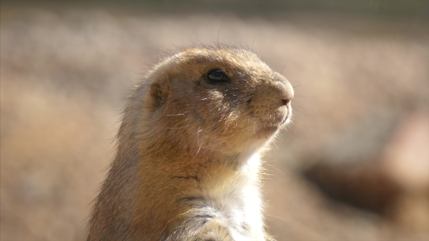 Prairie Dog Standing Up image - Free stock photo - Public Domain photo ...
