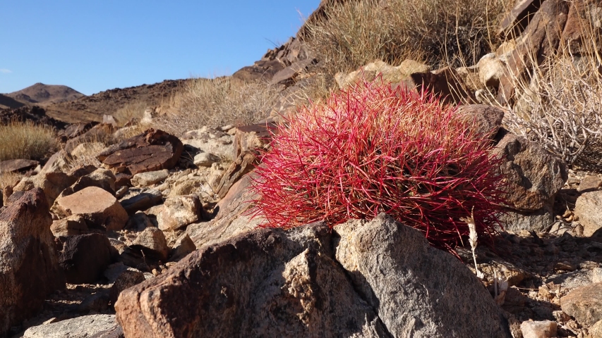 A barrel Cactus with red spikes image - Free stock photo - Public ...
