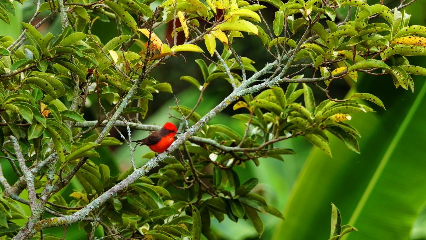 Small Birds on the tree branches image - Free stock photo - Public ...