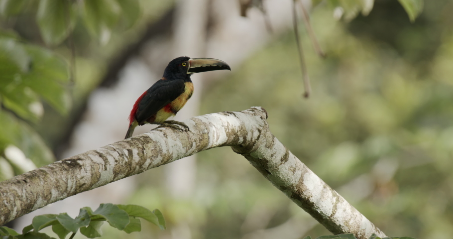 Collared Aracari Toucan - Pteroglossus torquatus image - Free stock ...
