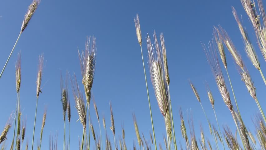 Stock video of grains of wheat on wind | 10509638 | Shutterstock