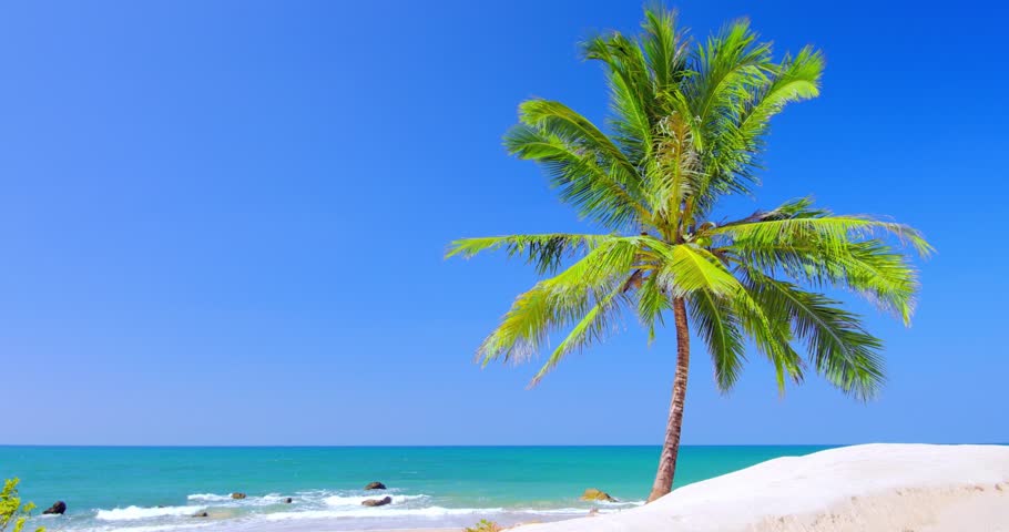 Tropical Island Sea Palm