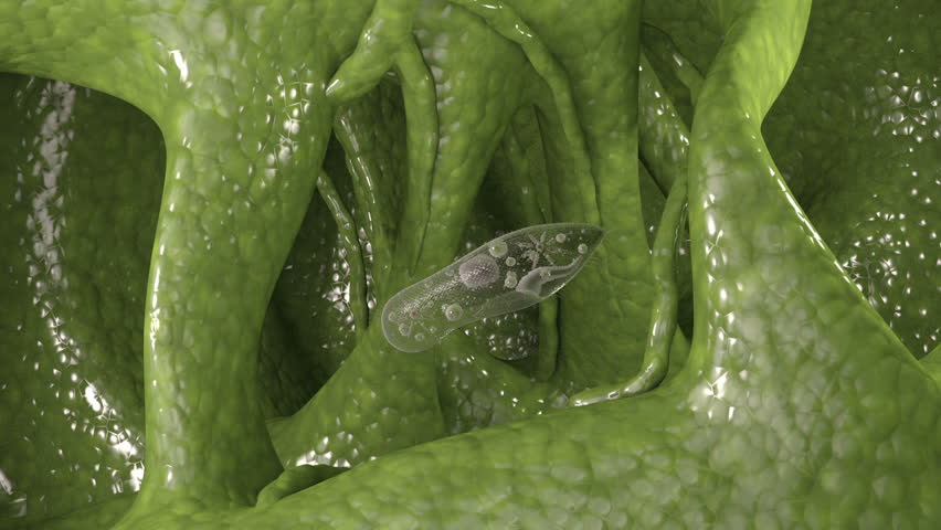 Stock video of infusorium protozoa, looped video 3d animation ...