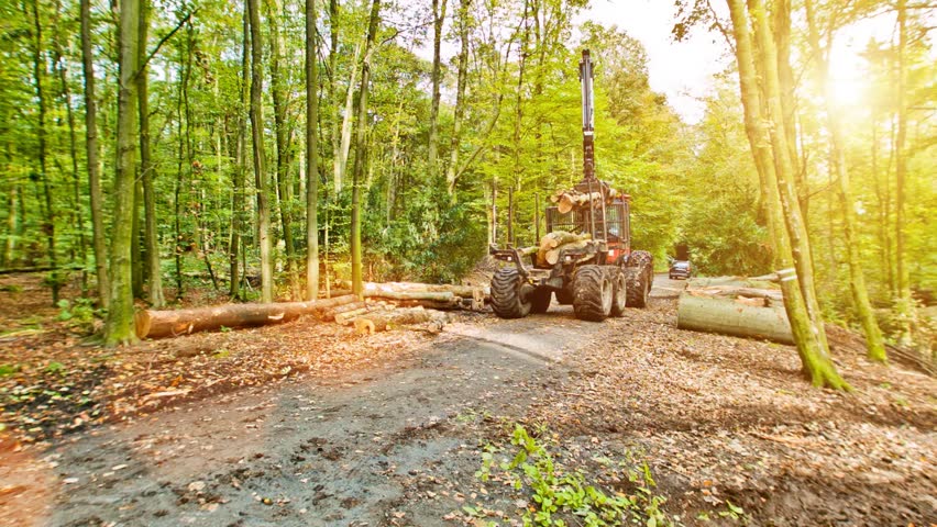 Forest Workers With Heavy Machinery Tractor Logging Old Trees. Heavy ...