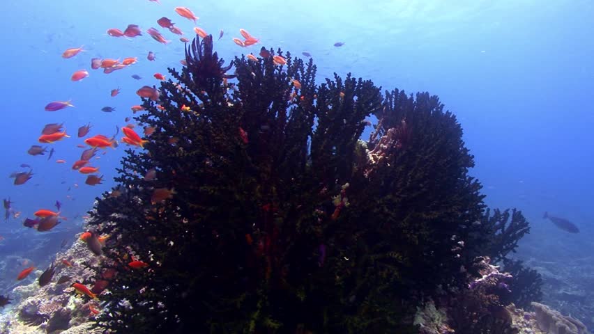 Green Tree Black Coral And Fish Stock Footage Video 10611284 | Shutterstock