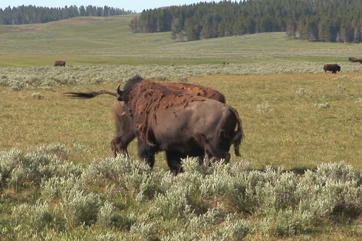 American Bison Feeding Near Rocky Mountains Forest Area, Northern ...