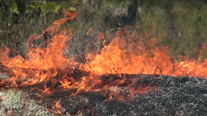 Stock Video Clip of Forest fire in the drought. Fire burns | Shutterstock