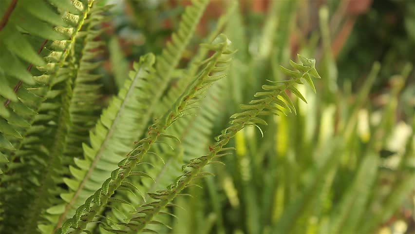 Tuber Ladder Fern, Nephrolepis Cordifolia, Erect Sword Fern, Narrow ...