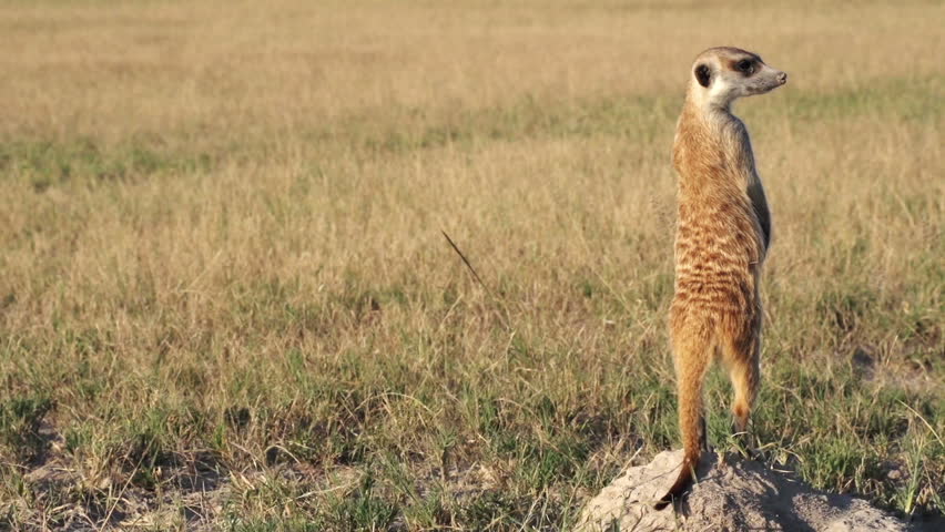 Meerkat On Sentry Duty While Other Meerkats Forage For Food,Botswana ...