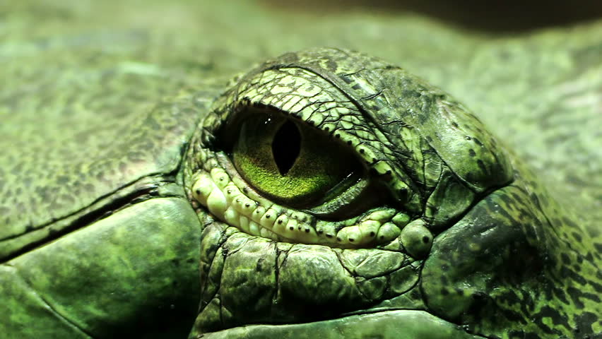 Eye Of A Reptile: Green Reptile, Lizard, Lizard, Iguana, Crocodile ...