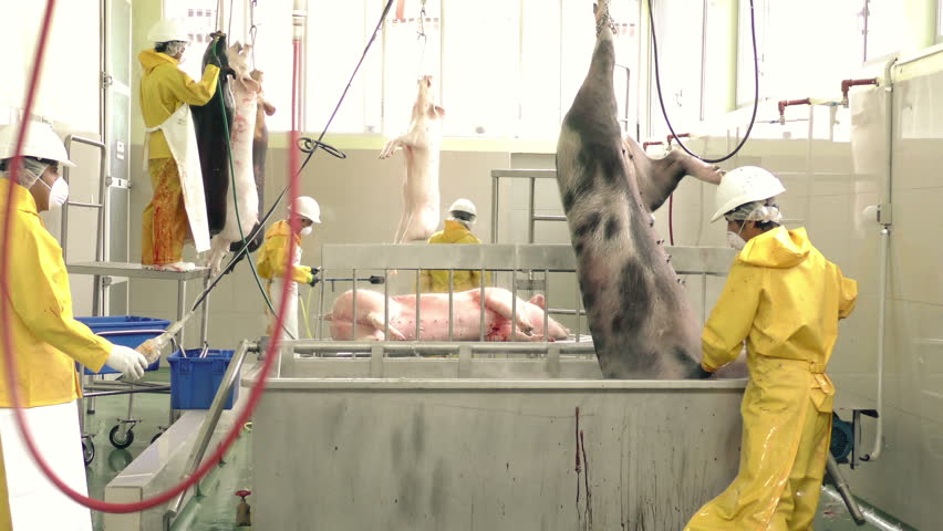 Extremely Explicit Shot Of A Butcher Performing Pig Bleeding Or ...