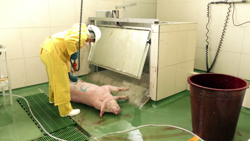 Slaughterhouse Pig Processing Line, Animal Carcass Moving From Bleeding ...