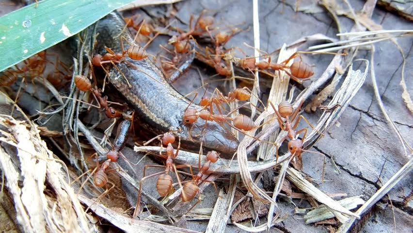 Ants Hunting Stock Footage Video 25824320 | Shutterstock