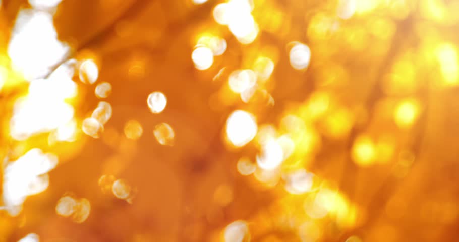 Sun Shining Through Fall Leaves Blowing In Breeze, Blurry Golden ...