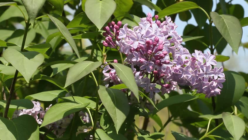 Stock video of pretty blooming lilac bush | 1135168 | Shutterstock