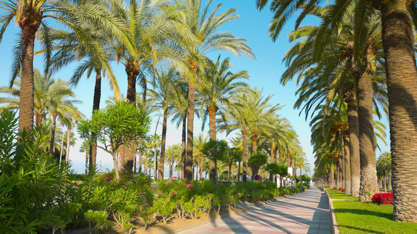 Spanish Palm Trees Promenade, 4k Stock Footage Video (100% Royalty-free ...