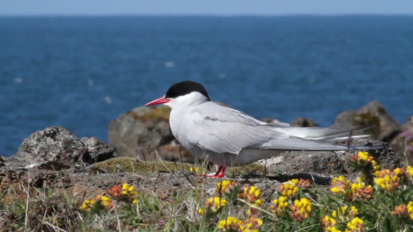 Arctic Tern Beautiful Shot of Stock Footage Video (100% Royalty-free ...