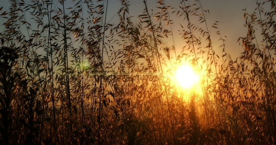 Sunshine Star Flare Flickering Through Windy Tree Leaves At Sunset ...