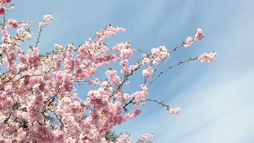 Flowering Cherry In Spring On A Sunny Day Stock Footage Video 1142104 ...