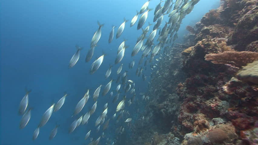 Huge School Of Silver Fish Move In Unison Stock Footage Video 1029169 ...