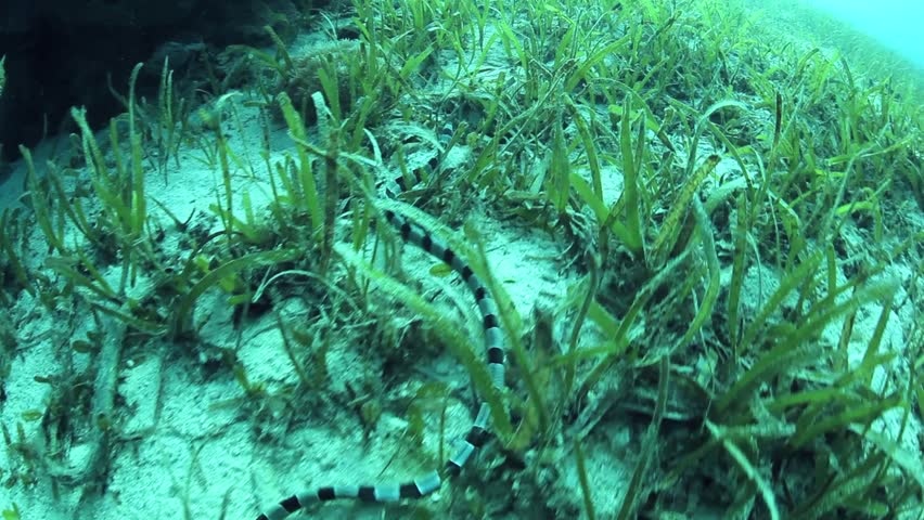 A Banded Snake Eel (Myrichthys Colubrinus) Slithers Through Seagrass ...