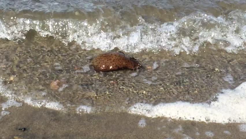 Sea Slug Dying On the Stock Footage Video (100% Royalty-free) 11642018 ...